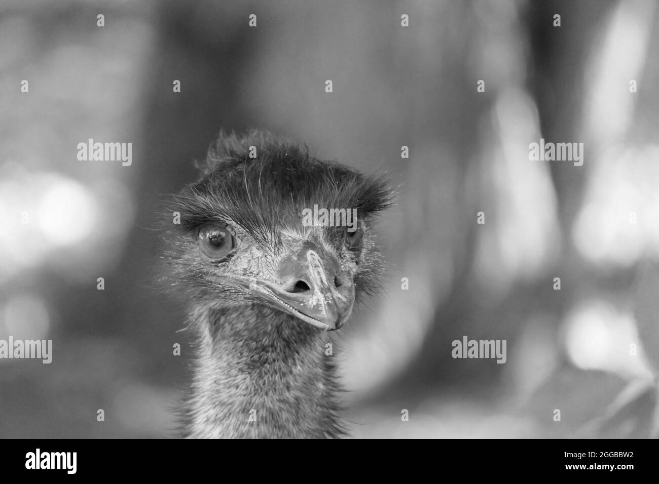 Ostrich bird head neck Black and White Stock Photos & Images - Alamy