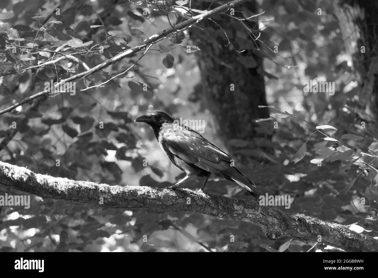 Greyscale shot of a crow perched on a tree Stock Photo - Alamy