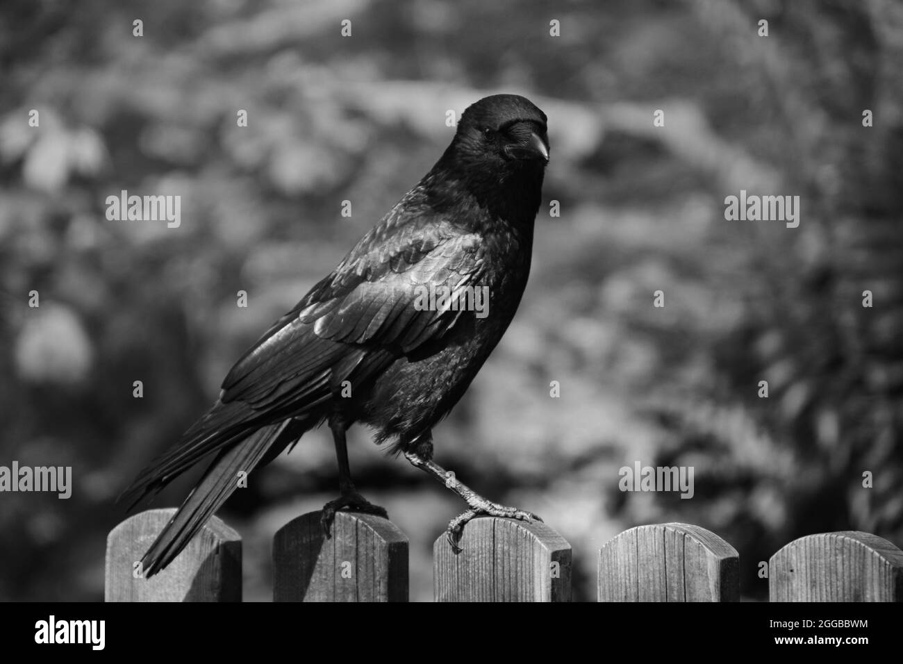 Perched habitat animal Black and White Stock Photos & Images - Alamy