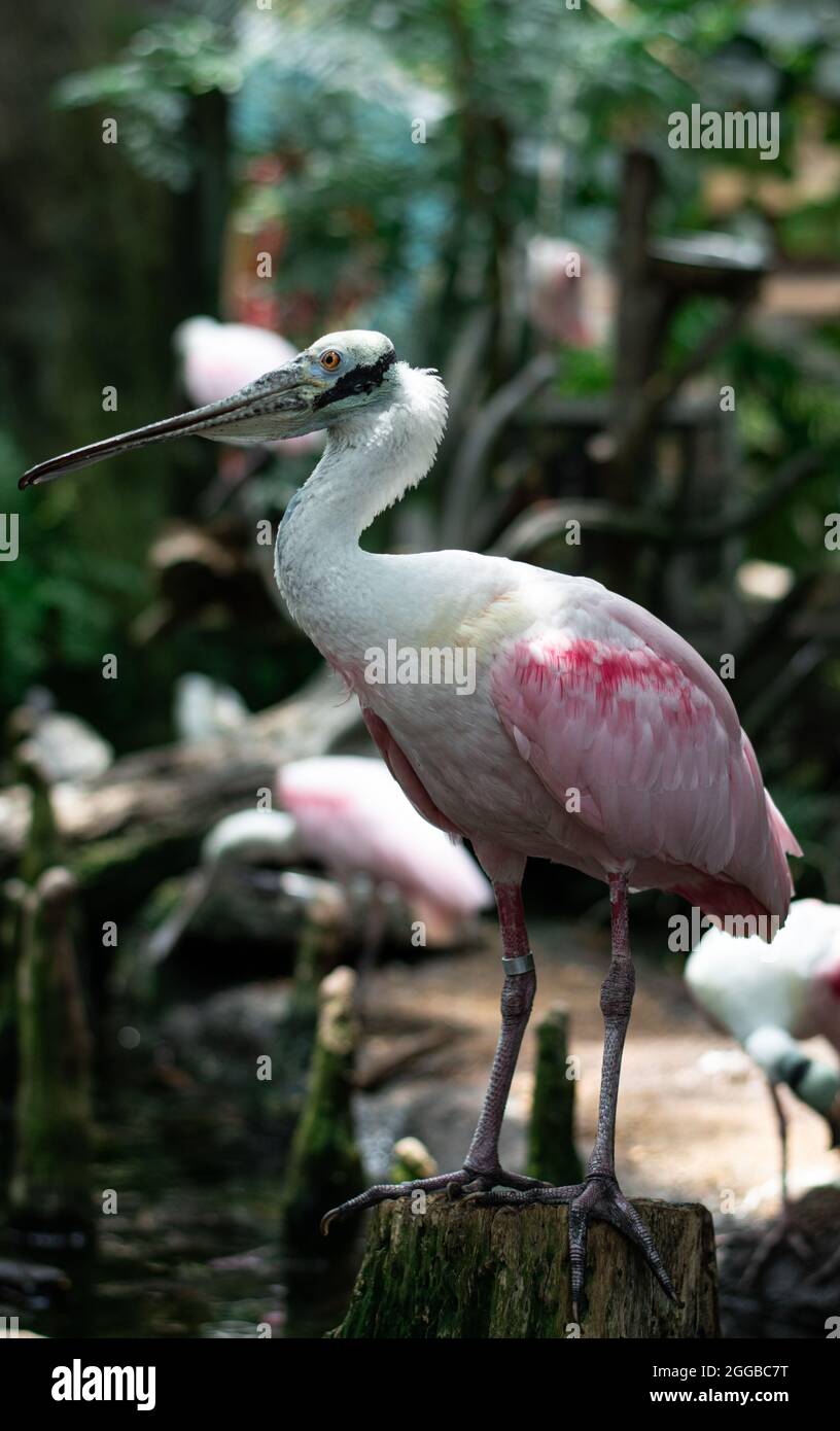 Rare bird on the Tampa aquarium Stock Photo - Alamy
