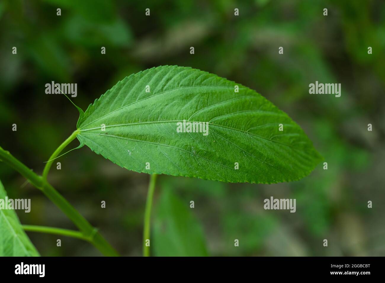 Green raw jute leaves and also known as saluyot, ewedu or lalo ...