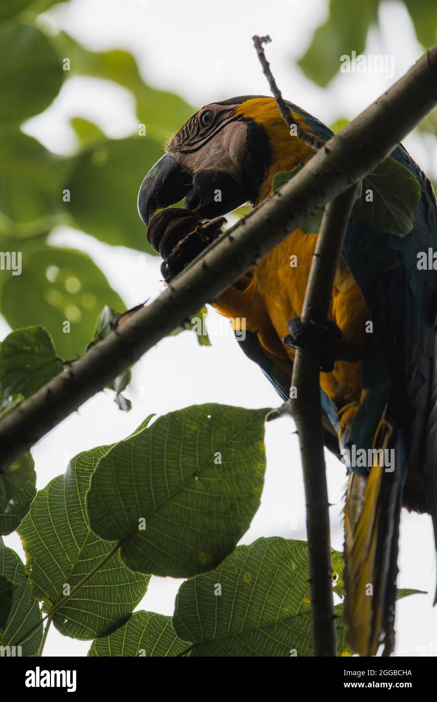 Bayamon puerto rico hi-res stock photography and images - Alamy