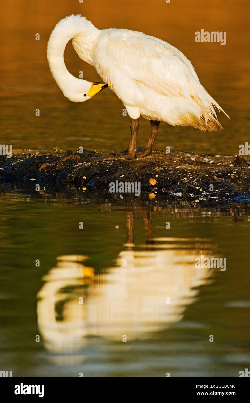 Whooper swan close-up Stock Photo - Alamy