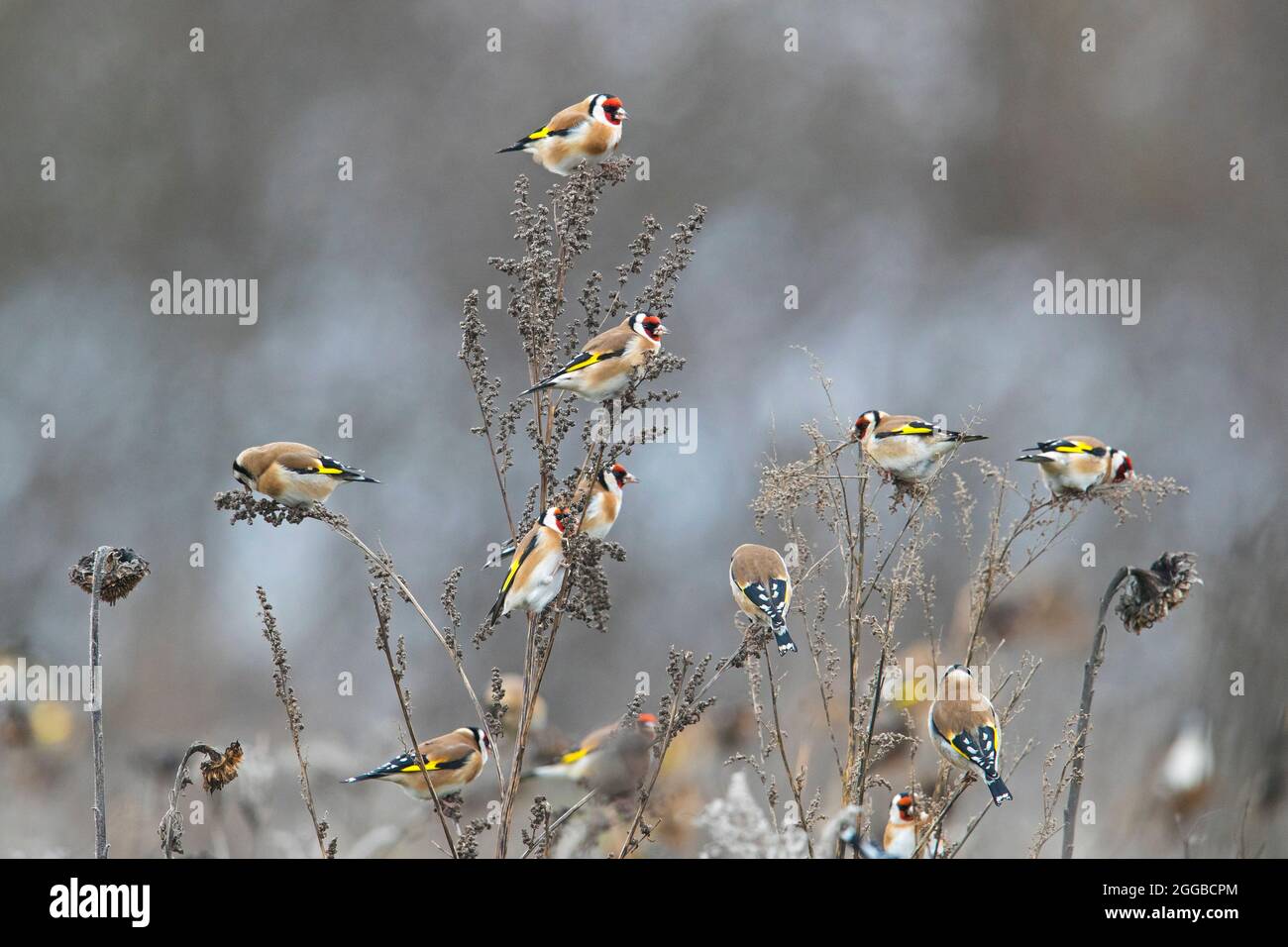 Group of finches hi-res stock photography and images - Alamy