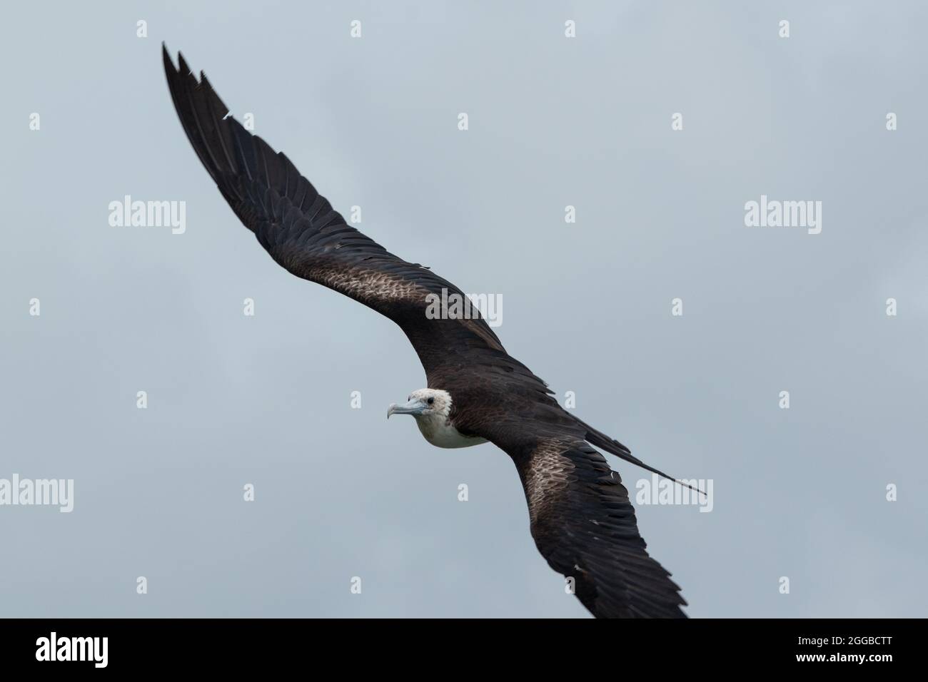 A beautiful female Magnificent Frigatebird Stock Photo - Alamy
