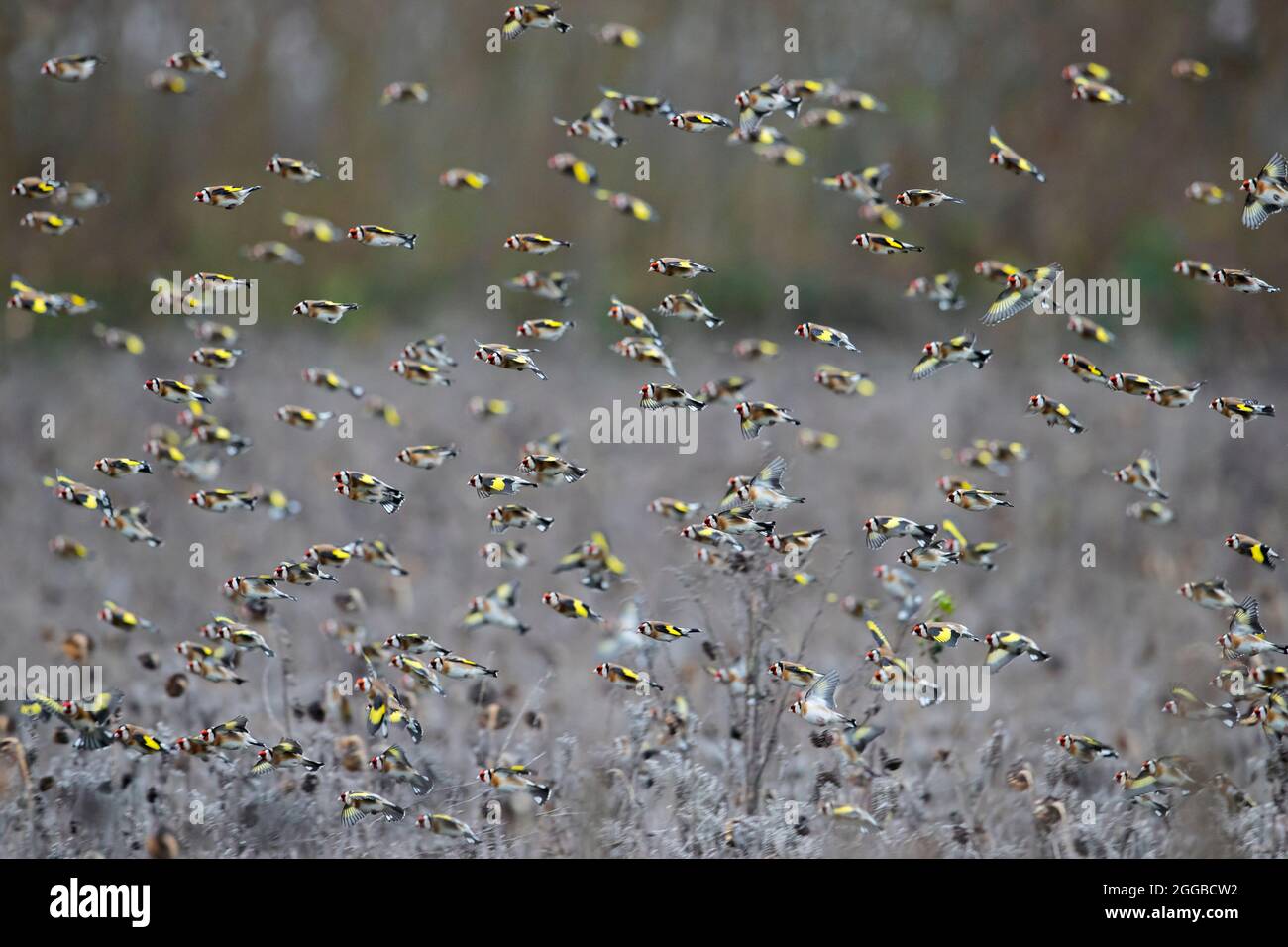 Goldfinches flying hi-res stock photography and images - Alamy