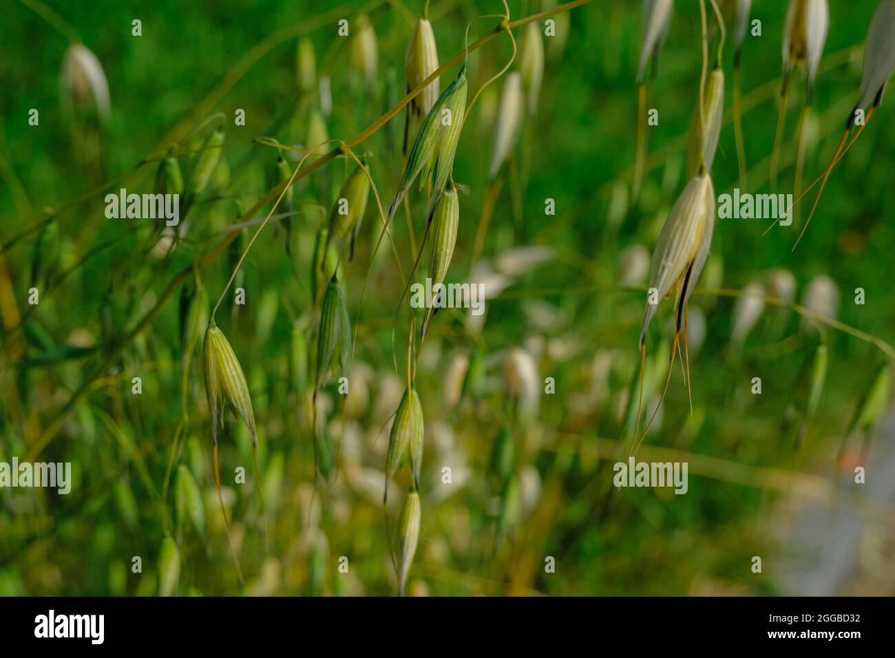 green grass in the wind morning close-up. Natural background Stock ...