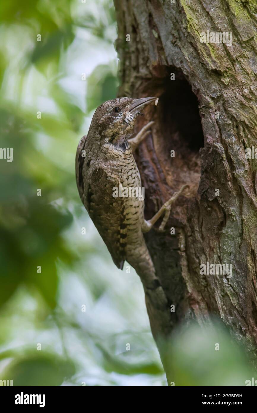 Eurasian wryneck / northern wryneck (Jynx torquilla) feeding grubs to ...