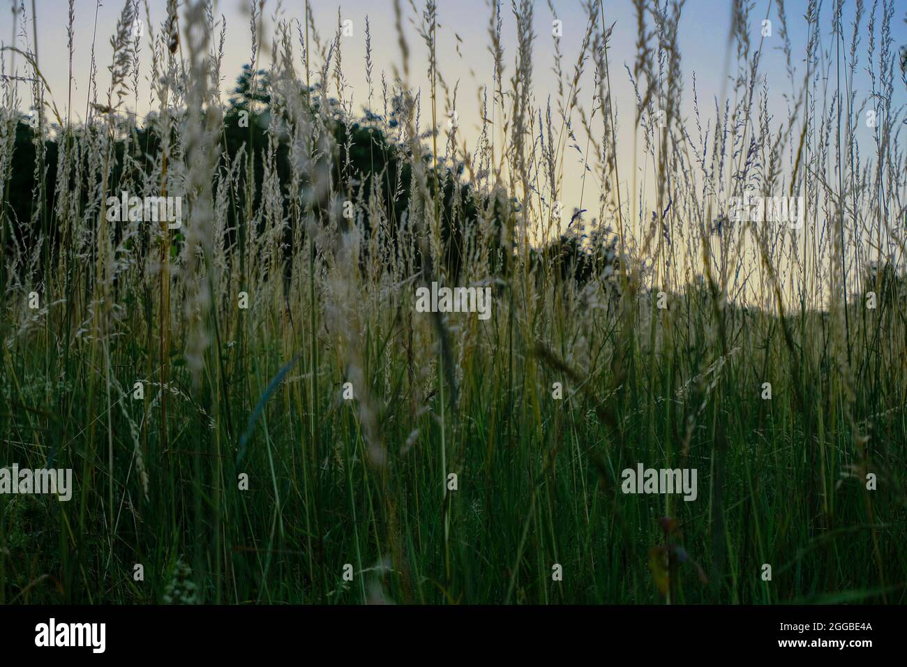 Wheat plants close-up across agricultural field and sunset sky. reeds ...
