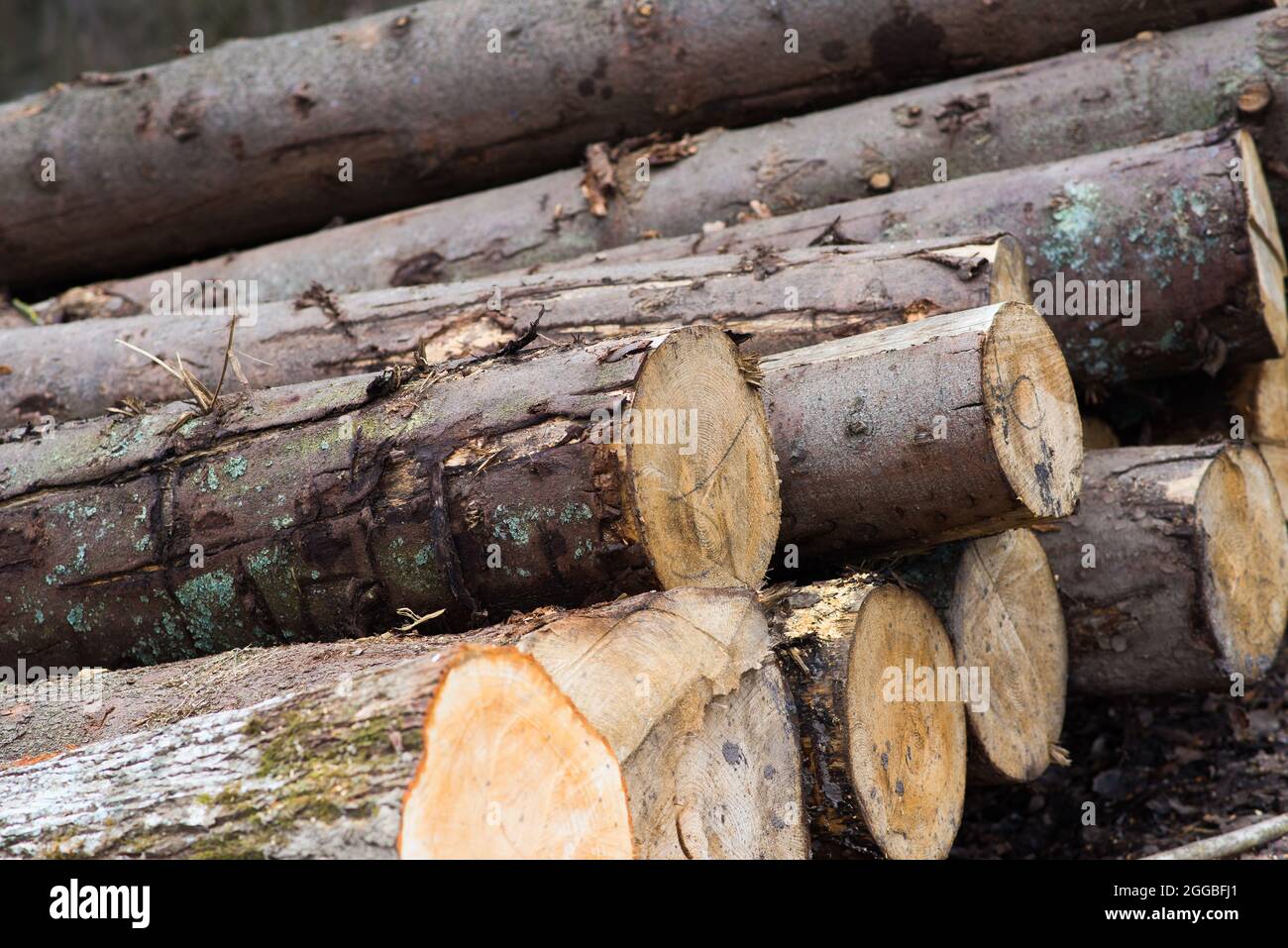 Beech logs, national park, forest lumber. Wood material Stock Photo - Alamy