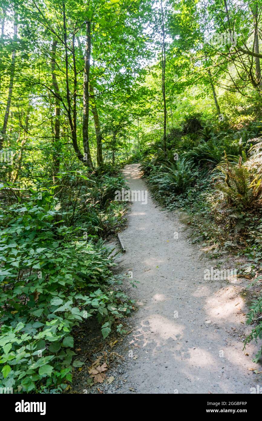 A dirt trail at Dash Point State Park in Washington State Stock Photo ...