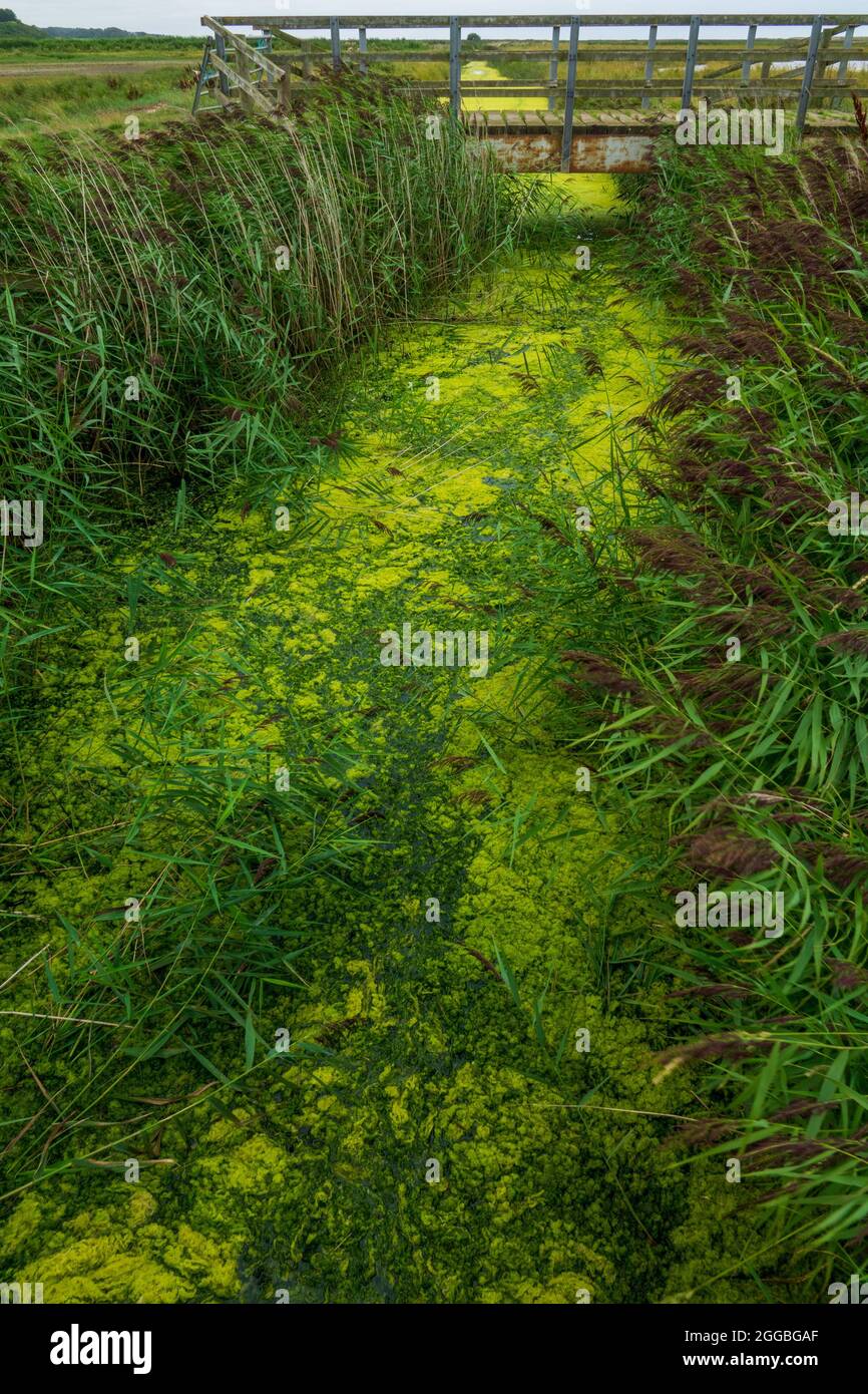 Creek with pond weed hi-res stock photography and images - Alamy