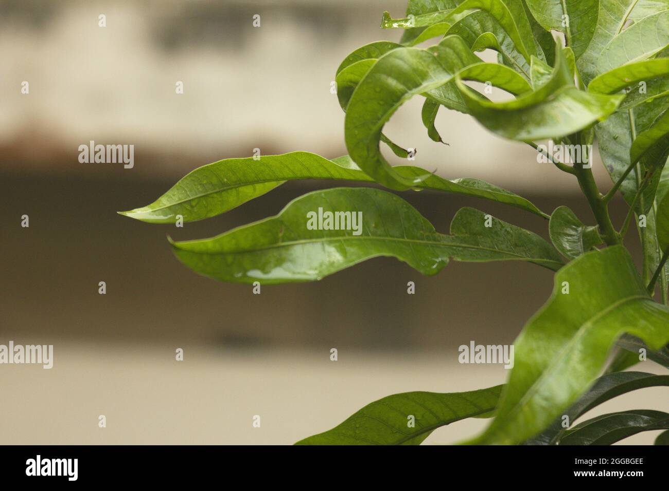 Health benefits of mango leaves hi-res stock photography and images - Alamy