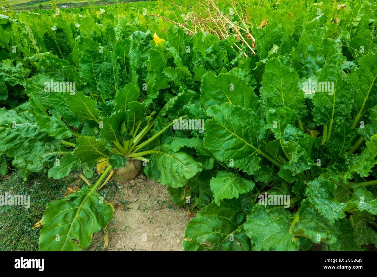 Sugar beet Plants in field Norfolk UK Stock Photo - Alamy