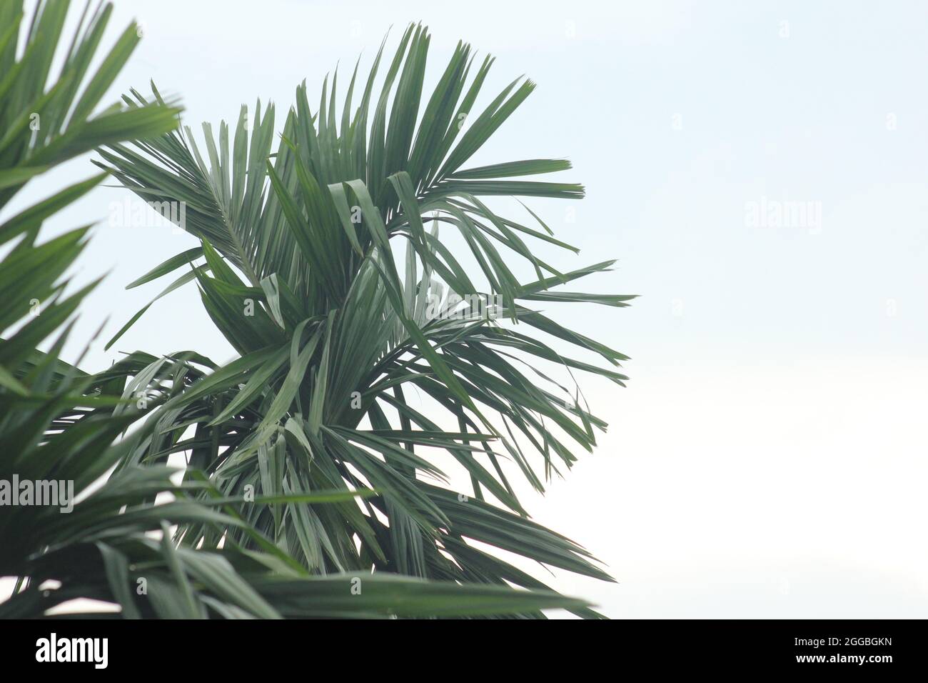 Swinging coconut leaves hi-res stock photography and images - Alamy