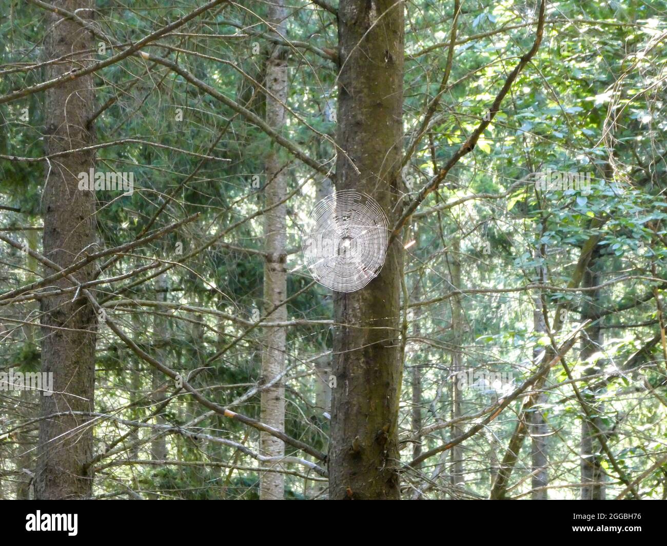 Circular spider's web catching sun amongst trees in French forest Stock ...