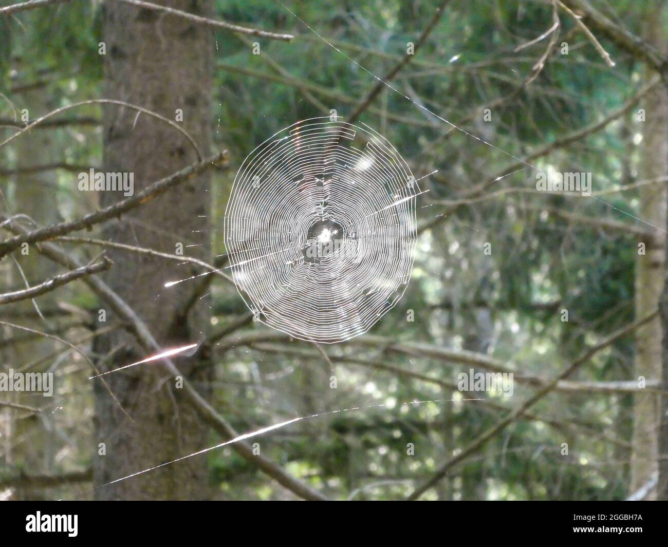 Spider's web amongst tree hi-res stock photography and images - Alamy