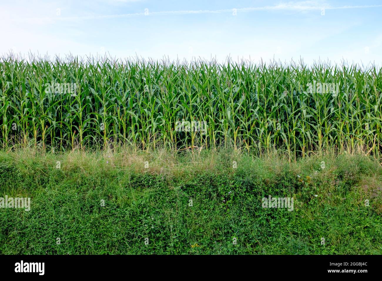 Sweetcorn field in rural hi-res stock photography and images - Alamy