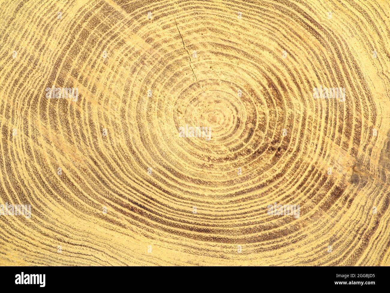 Structure of trees when cut Stock Photo - Alamy