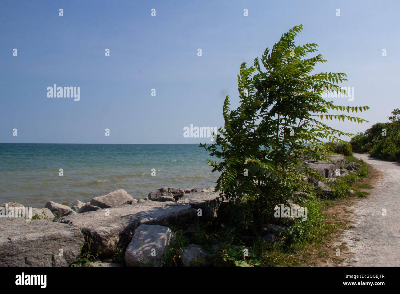 Wind swept trees hi-res stock photography and images - Alamy