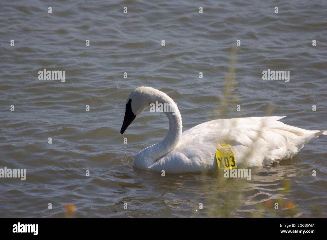White swan with yellow tag Stock Photo - Alamy