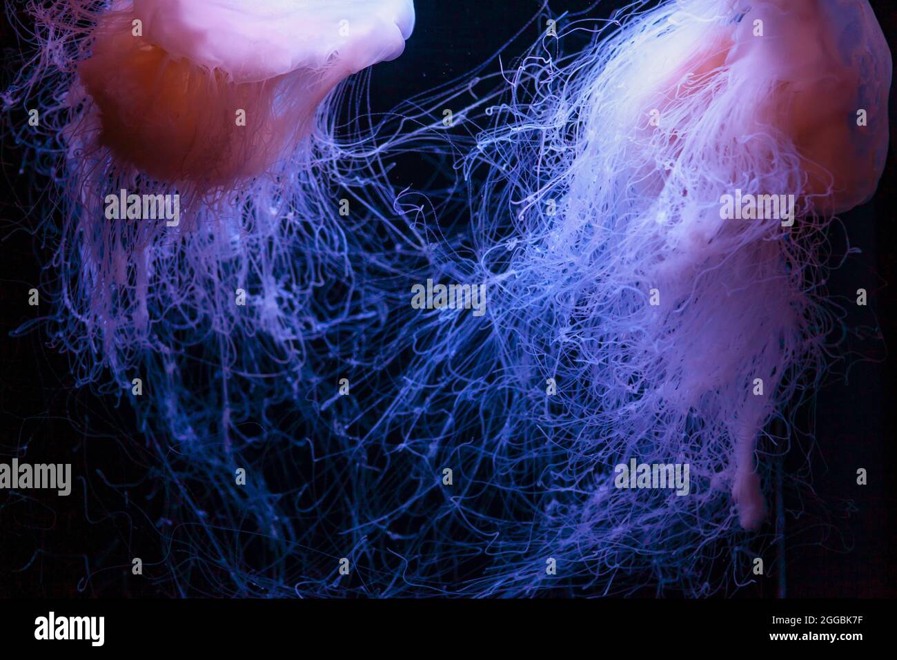 Drymonema in deep blue water . Underwater true jellyfish Stock Photo ...