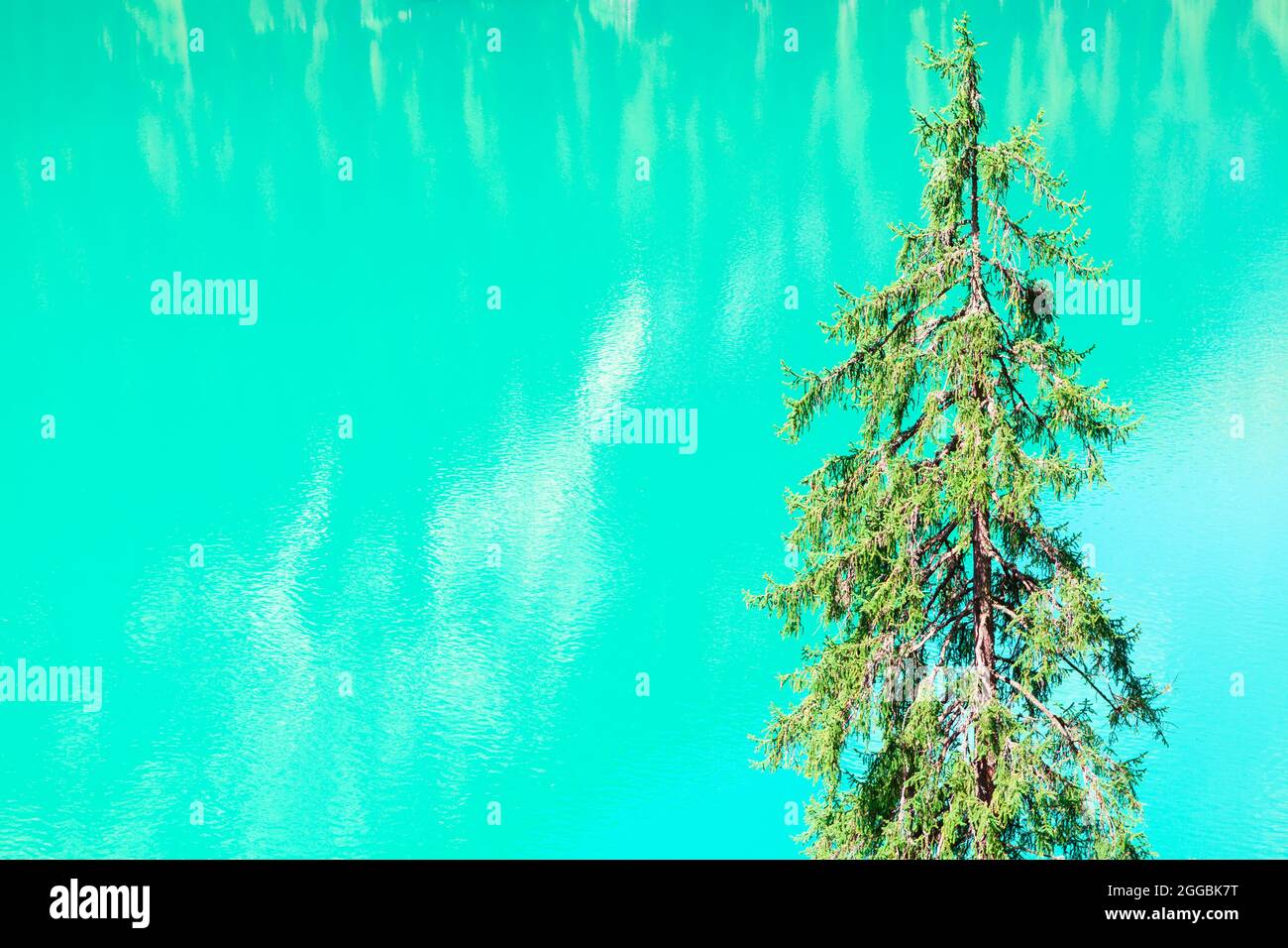 Fir tree at water lake background . Coniferous tree at turquoise color ...