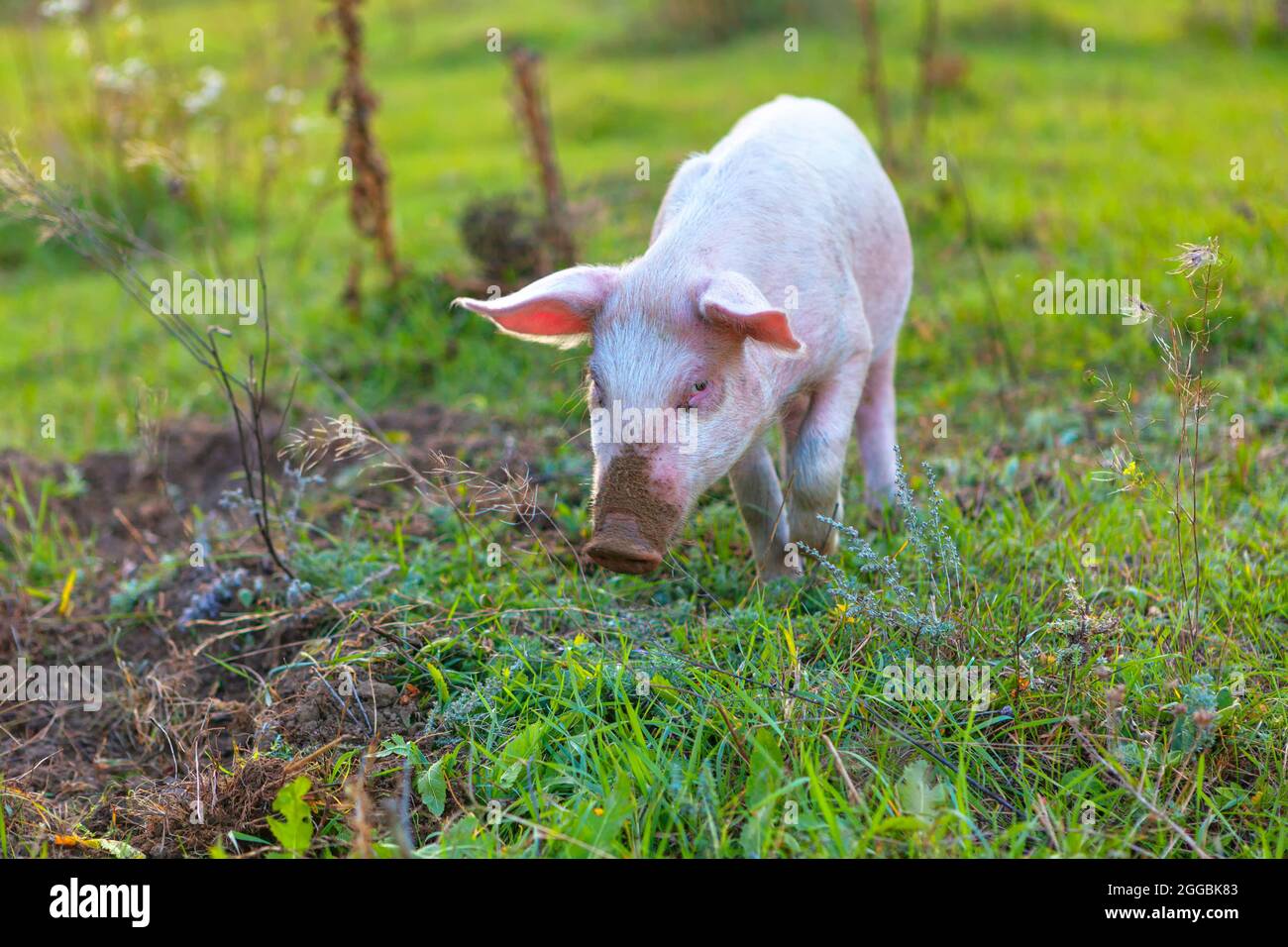 Funny pink pig . Piglet looking at the camera Stock Photo - Alamy