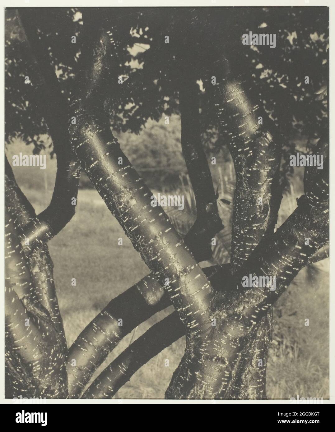 The Dancing Trees, 1922. A work made of palladium print Stock Photo - Alamy