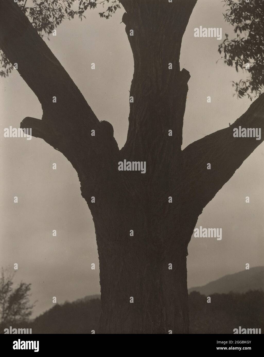 The Dying Chestnut, 1919. A work made of gelatin silver print Stock ...