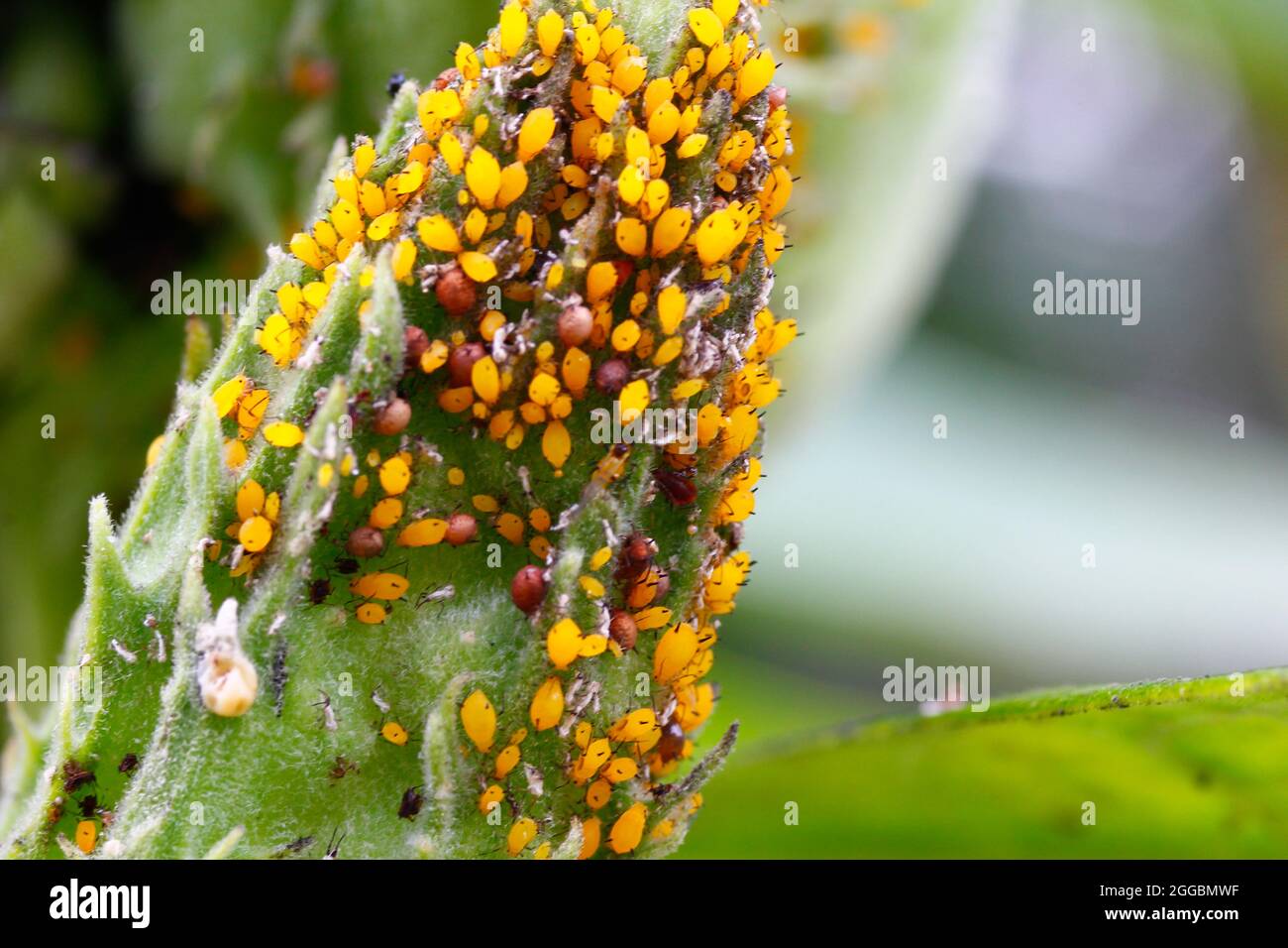 Scores of Aphids on a Milkweed Plant Stock Photo - Alamy