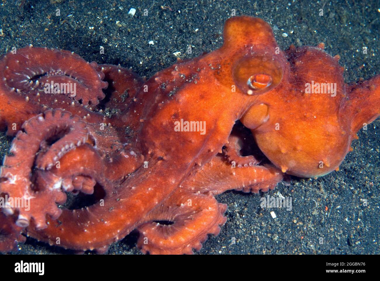 Octopus underwater night hi-res stock photography and images - Alamy