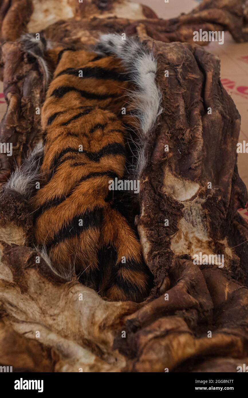 Tiger skin poaching hi-res stock photography and images - Alamy