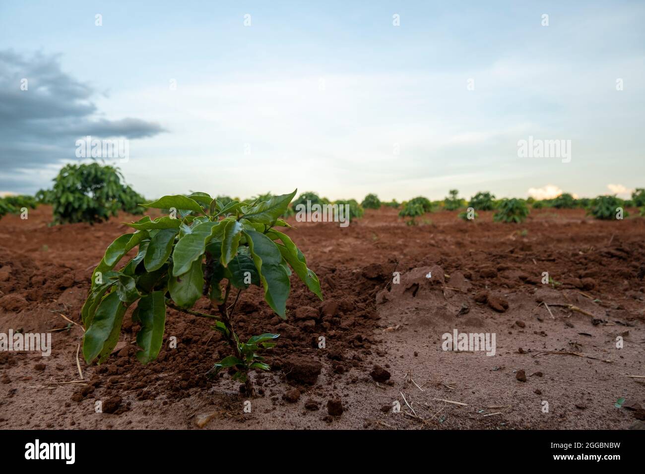 coffee plantation with plants still small Stock Photo - Alamy