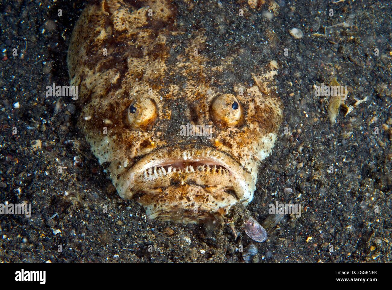 Organisms buried hi-res stock photography and images - Alamy