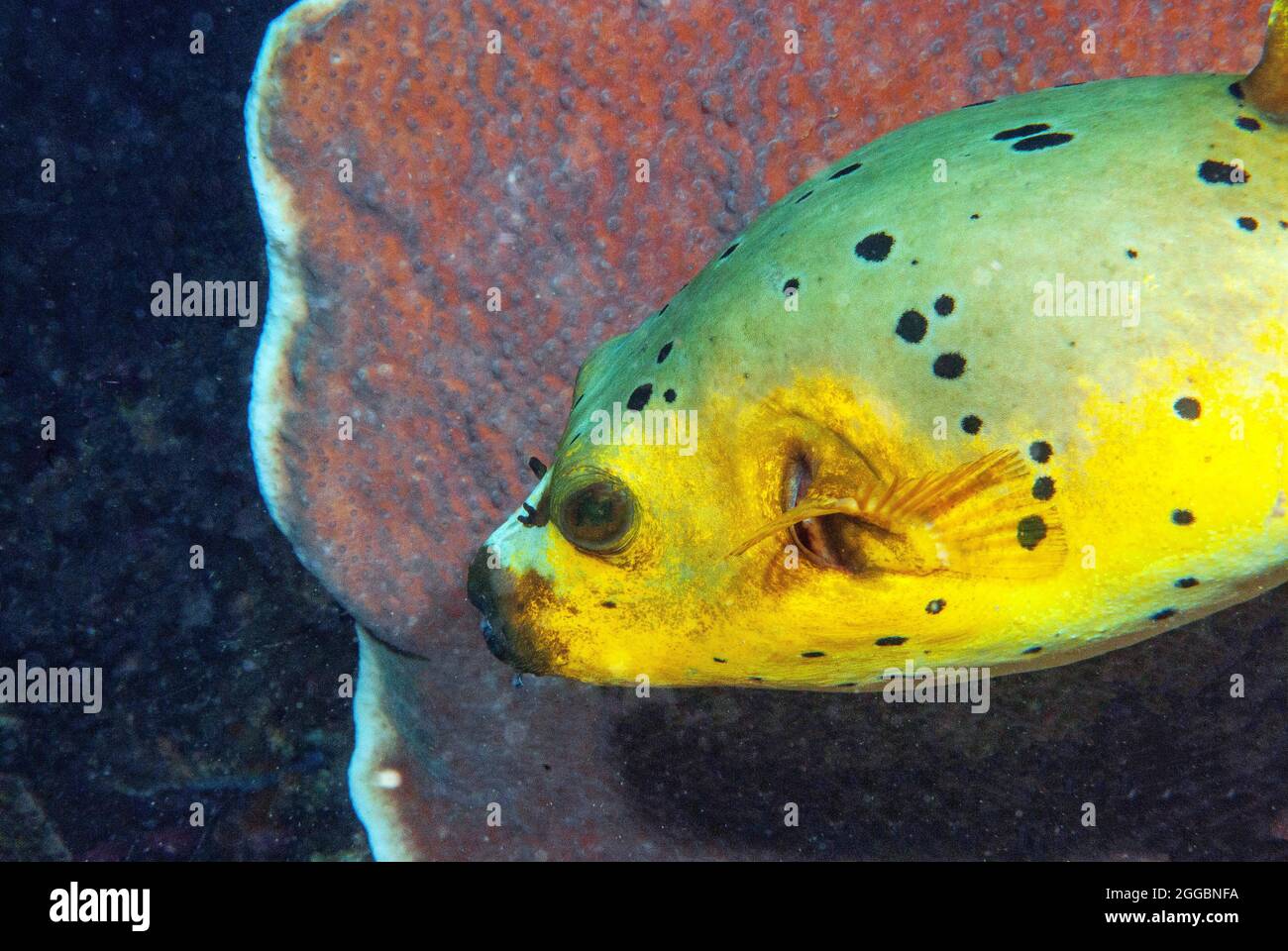Guineafowl pufferfish, Lembeh Strait, Sulawesi, Indonesia Stock Photo ...