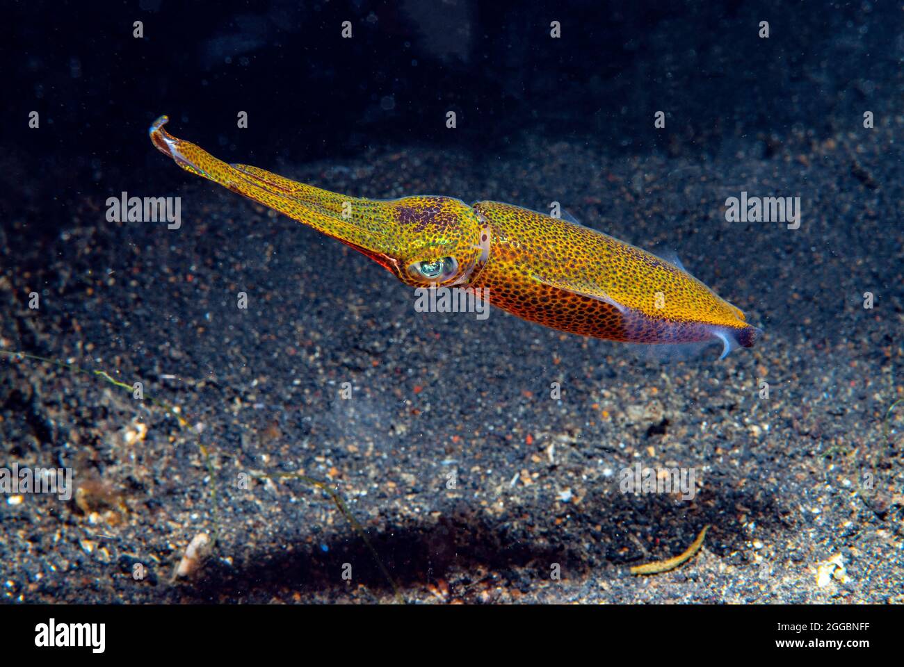 Squid on night dive, Lembeh Strait, Sulawesi, Indonesia Stock Photo - Alamy