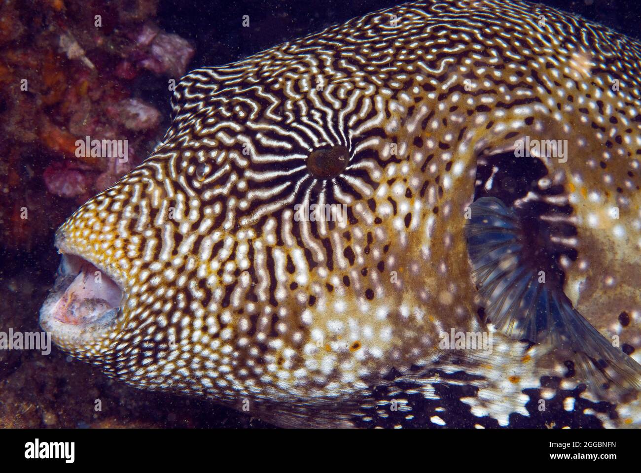 Map pufferfish, close-up, Sulawesi,Indonesia Stock Photo - Alamy