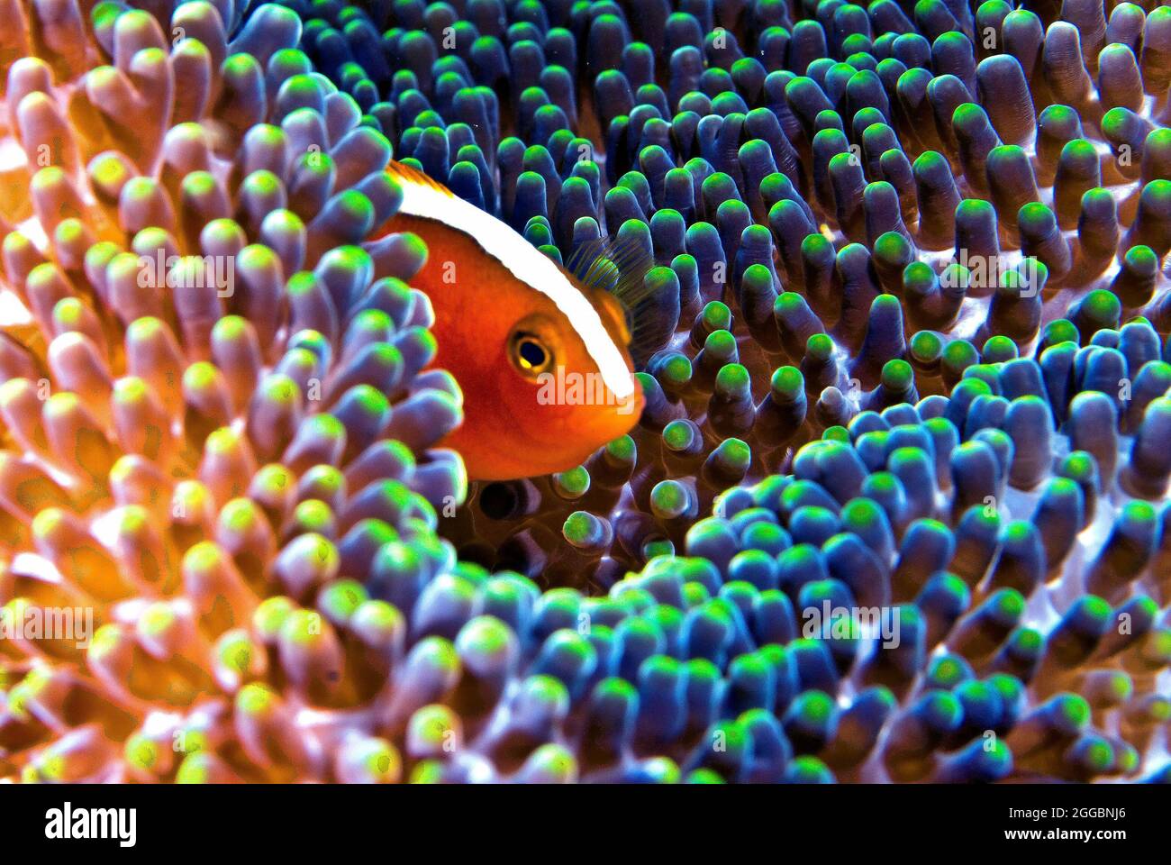 Orange anenomefish on anemone host, Sulawesi, Indonesia Stock Photo - Alamy