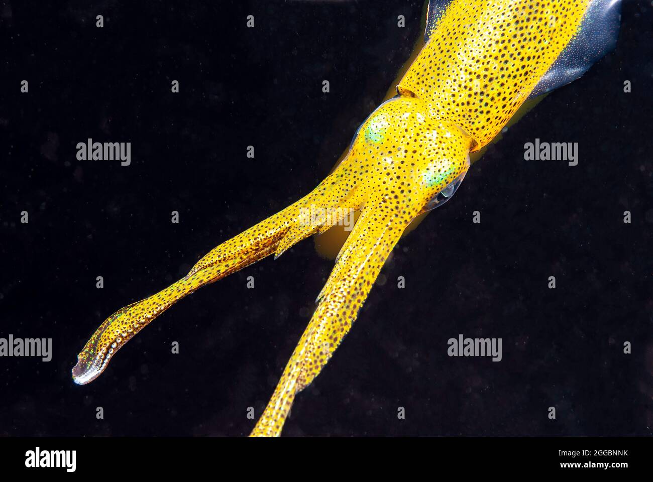 Squid species hi-res stock photography and images - Alamy