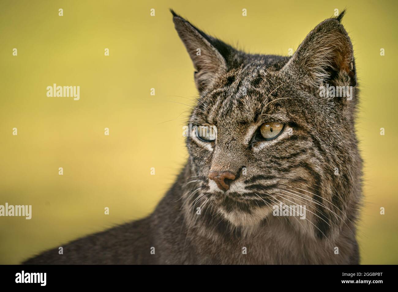 Bob cat stalking hi-res stock photography and images - Alamy