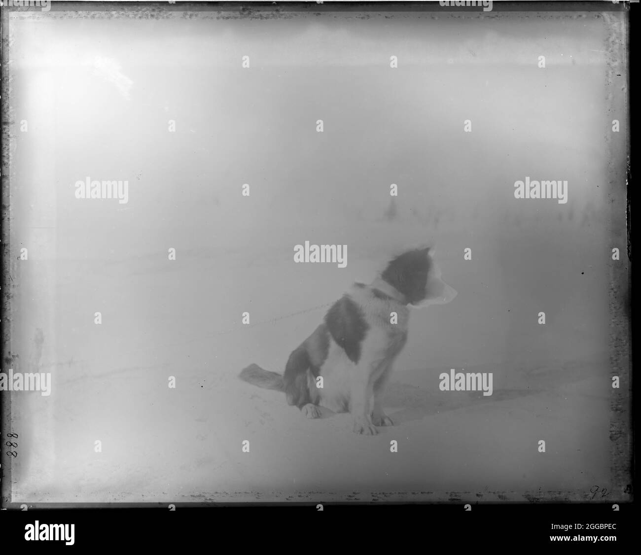 Northern Alaska Exploring Expedition, 1884-1886. Dog on chain in snow ...