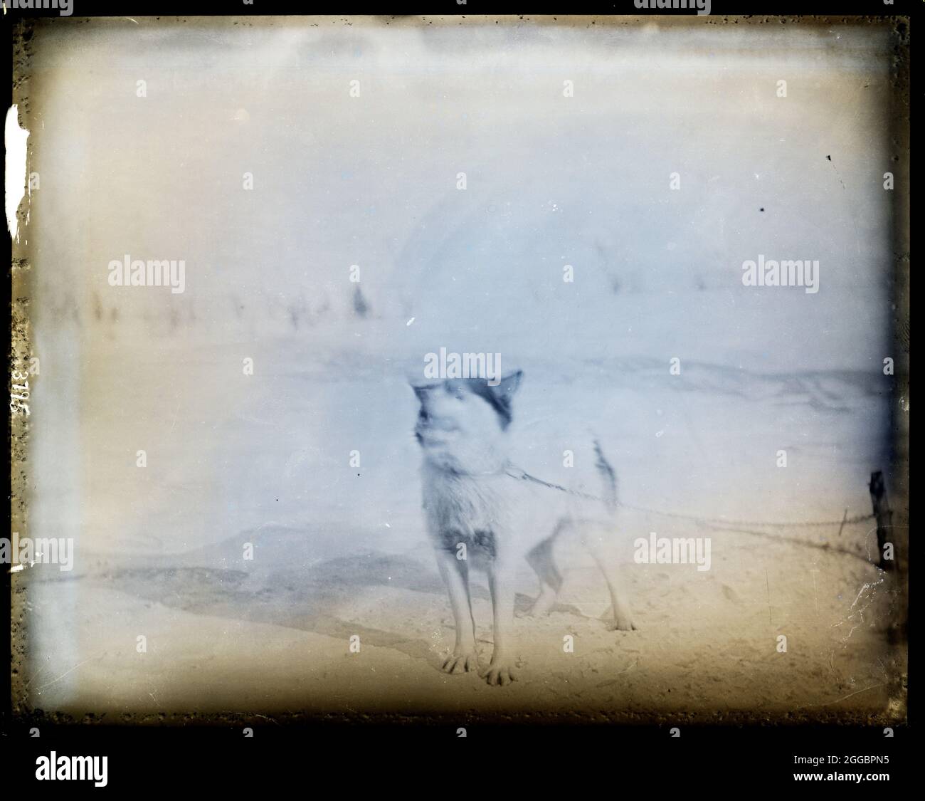 Northern Alaska Exploring Expedition, 1884-1886. Husky. Exploration of ...
