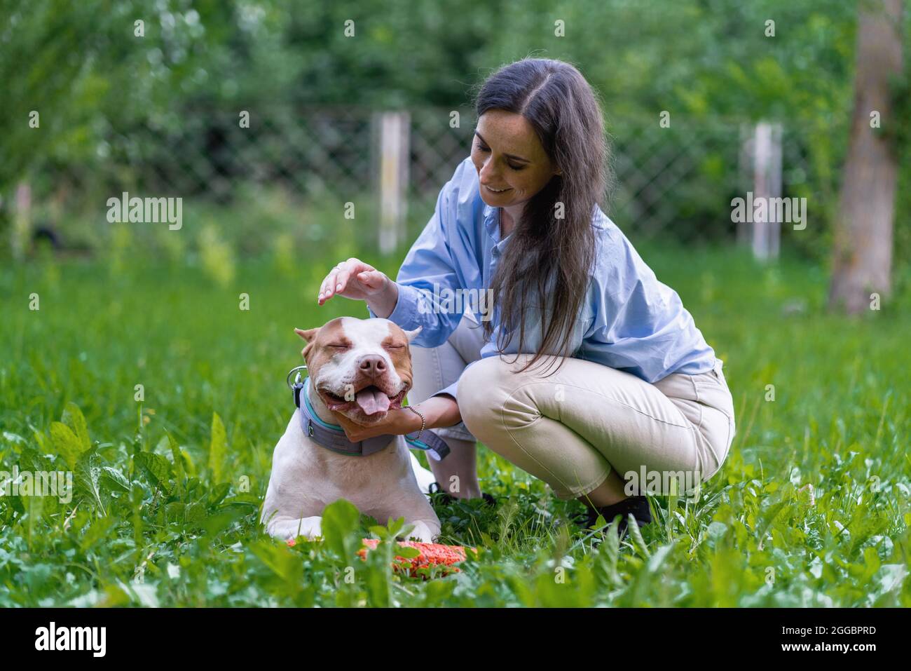 Female pitbull hi-res stock photography and images - Alamy