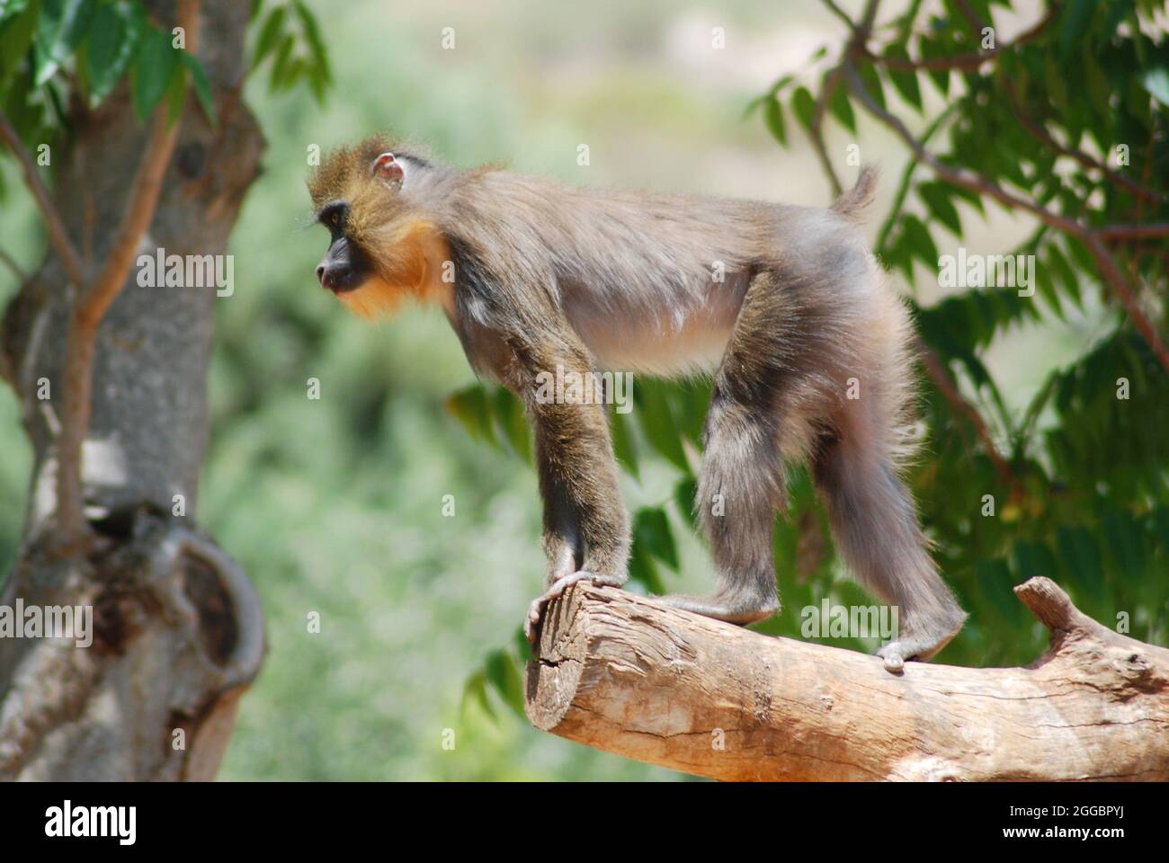 Female mandrill hi-res stock photography and images - Alamy