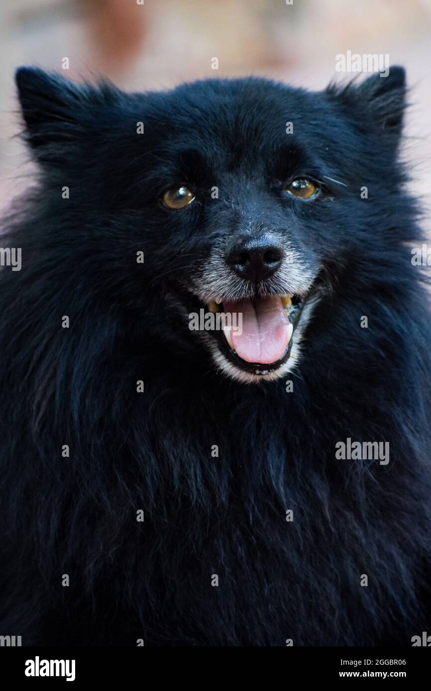 Vertical portrait of a black Schipperke dog Stock Photo - Alamy