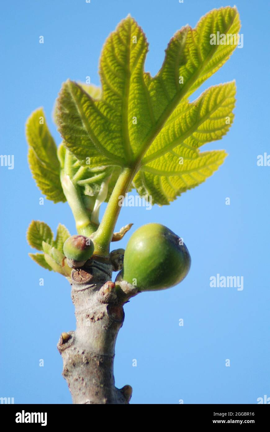 Vertical closeup of a fig tree branch with fruit Stock Photo - Alamy