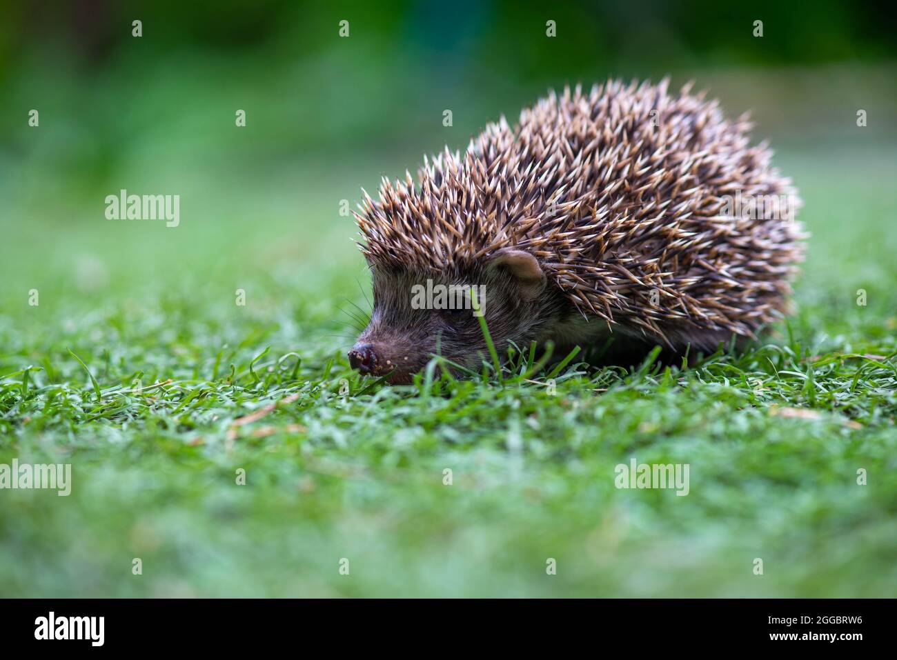 curious spiny hedgehog sitting in a clearing Stock Photo - Alamy