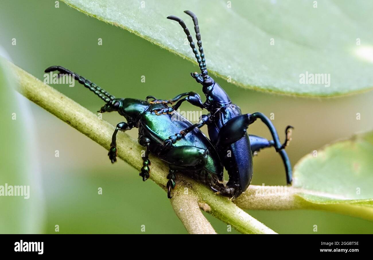 Closeup shot of insects mating Stock Photo - Alamy
