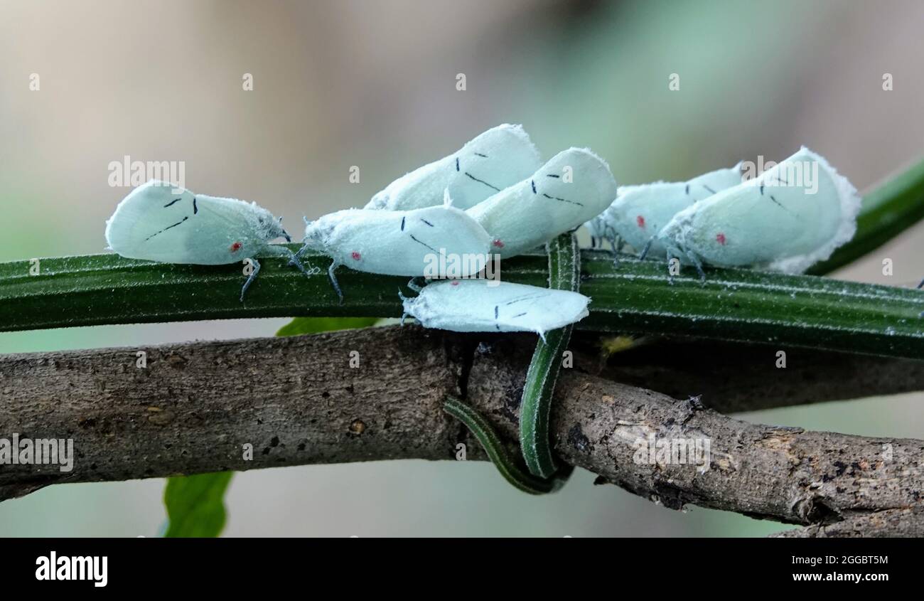 Blue insects hi-res stock photography and images - Alamy